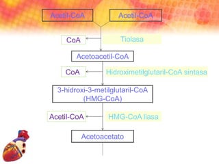 Cetogenesis cetolisis | PPTX