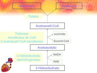 Cetogenesis cetolisis | PPTX