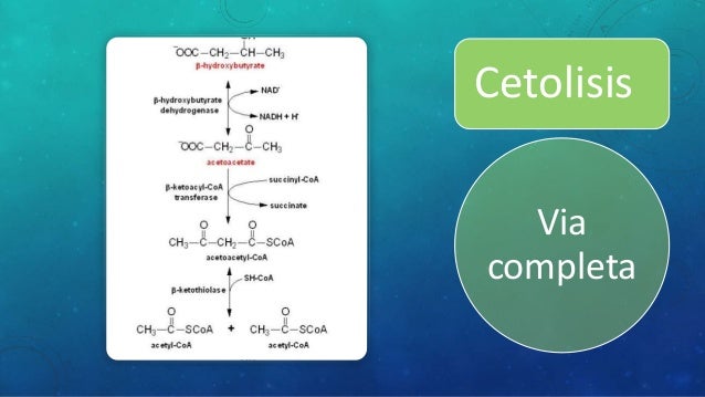 Cetogenesis & cetolisis
