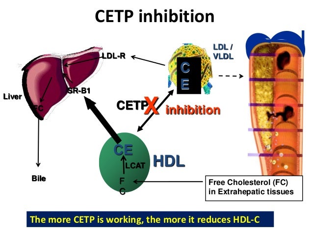 CETP inhibitors Future in lipid management
