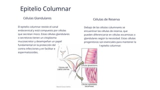 CEULAS DEL CERVIX PARA ESTUDIO DE LA NATOMIA INTERNA DE LA MUJER.pptx