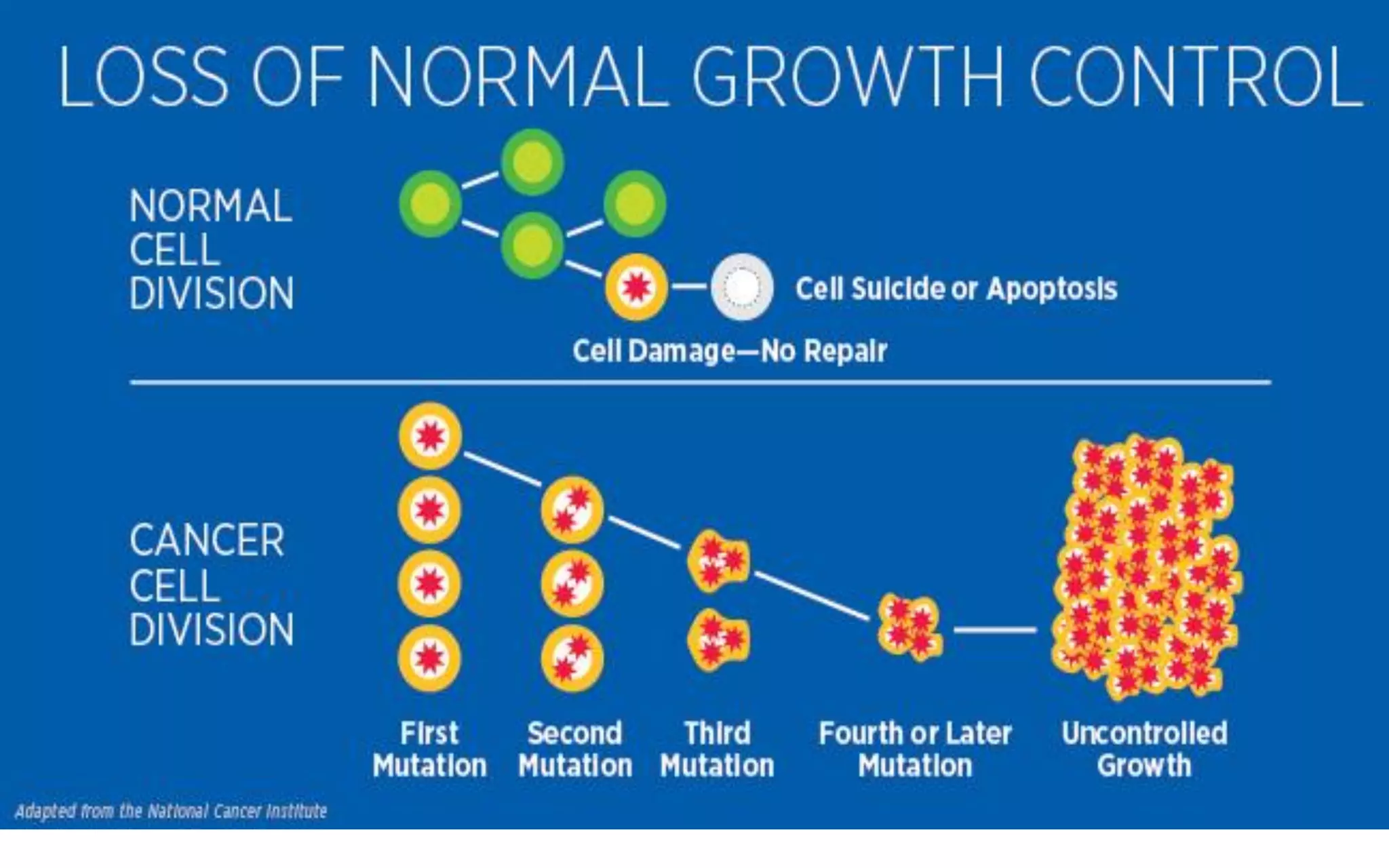 Cevical intraepithelial neoplasia & screening ppt | PDF