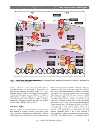 Role of Wnt Signaling in Cancer | PDF