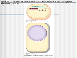5 DNA RNA Protein Synthesis | PPT