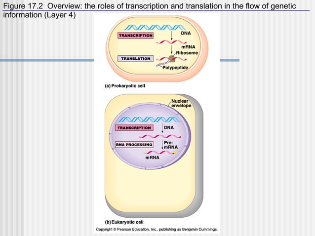 5 DNA RNA Protein Synthesis | PPT