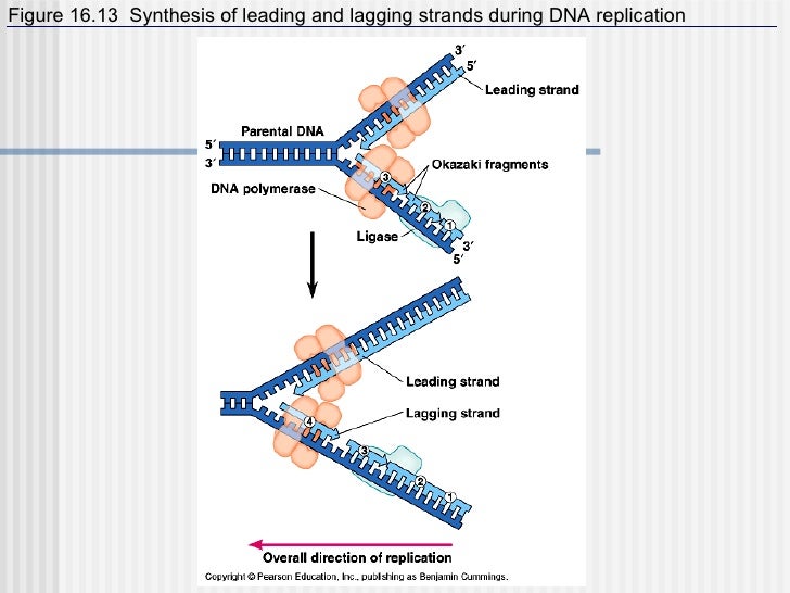 Dna Rna Protein Synthesis Dna Rna Protein Synthesis