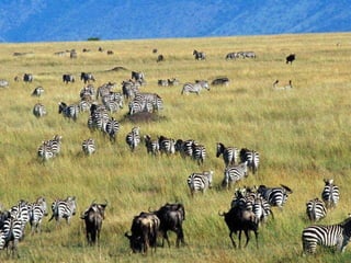 C:\Fake Path\Afrika Sunrise | PPS