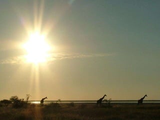 C:\Fake Path\Afrika Sunrise | PPS