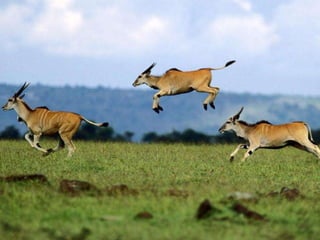 C:\Fake Path\Afrika Sunrise | PPS