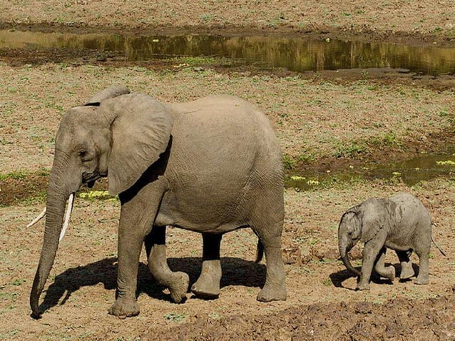 C:\Fake Path\Afrika Sunrise | PPS