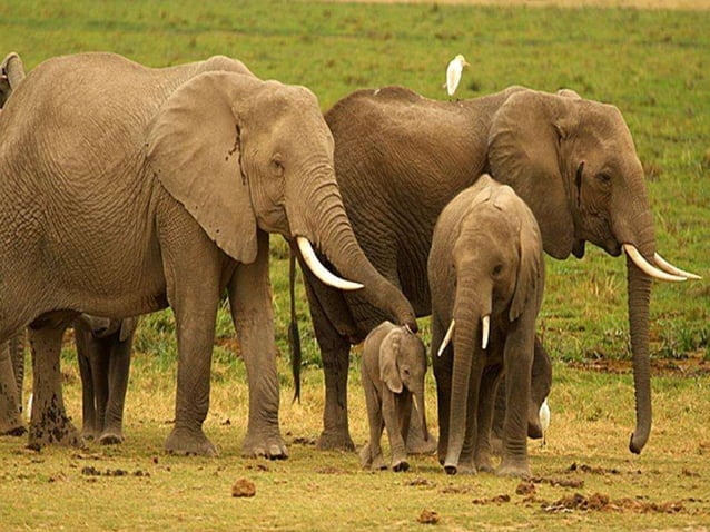 C:\Fake Path\Afrika Sunrise | PPS