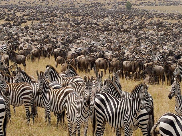 C:\Fake Path\Afrika Sunrise | PPS