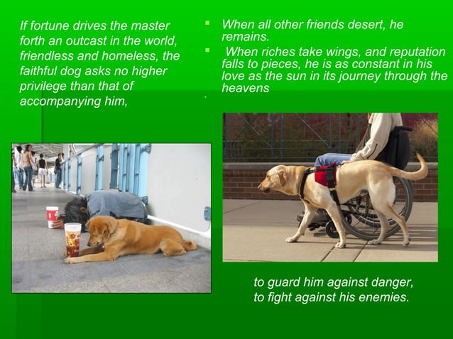 A tribute to the dog | PPT
