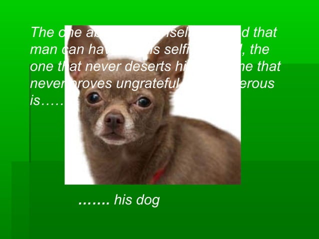 A tribute to the dog | PPT