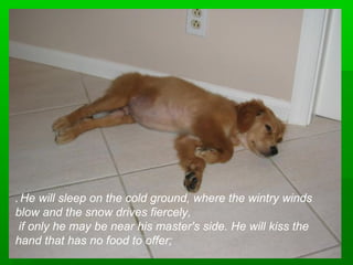 A tribute to the dog | PPT