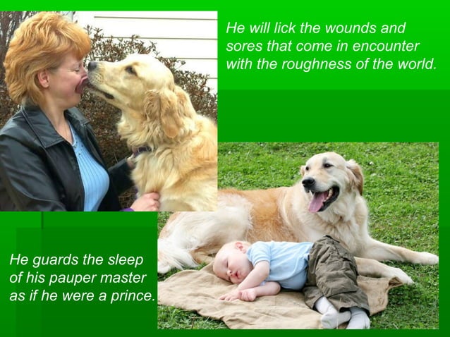 A tribute to the dog | PPT