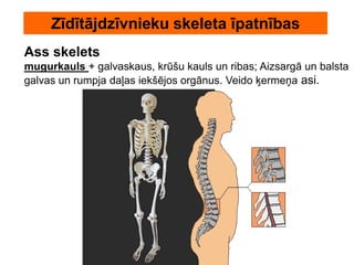Balsta un kustību orgānu sistēma_9kl | PPTX
