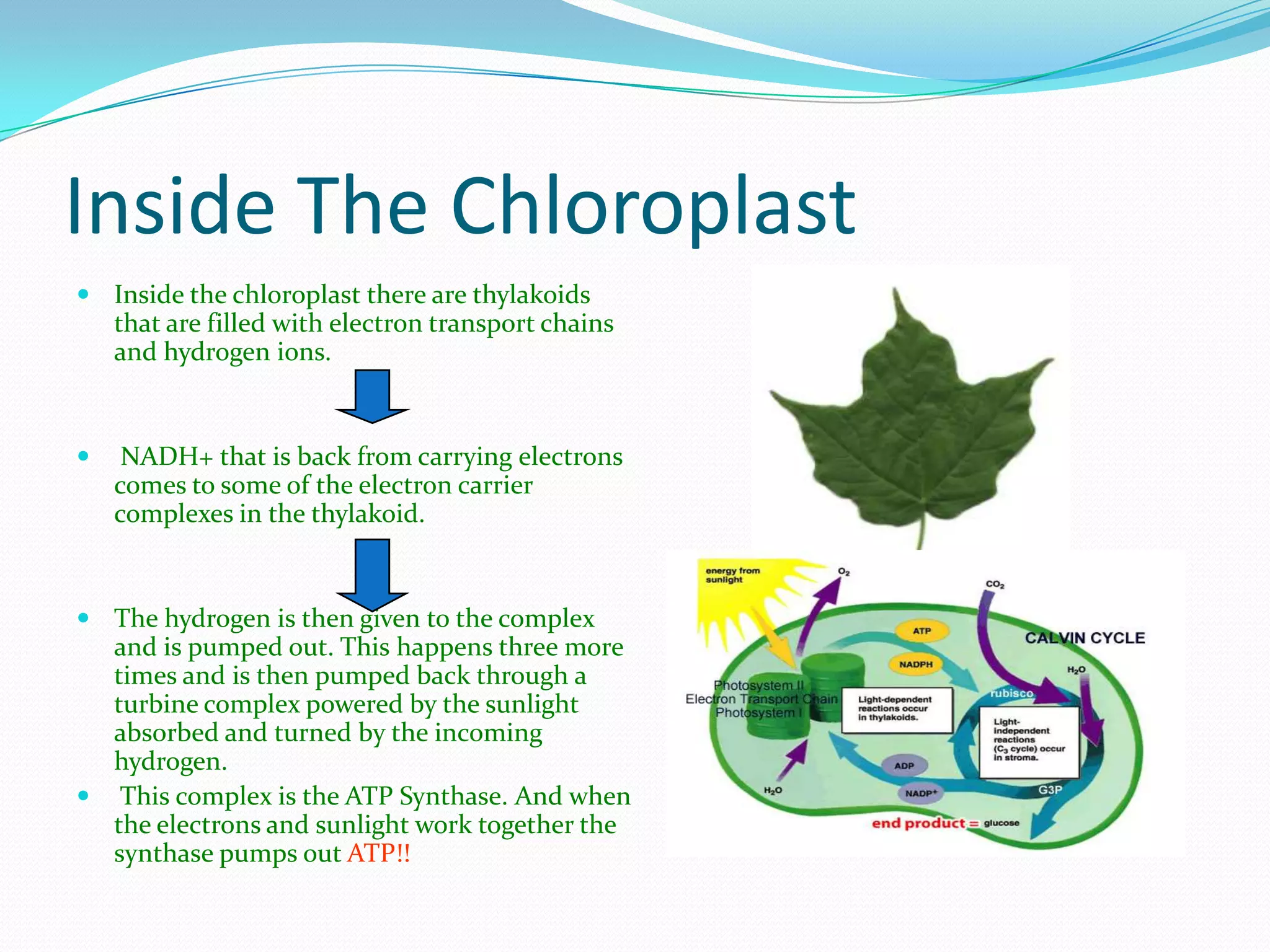 Photosynthesis to Respiration | PPTX