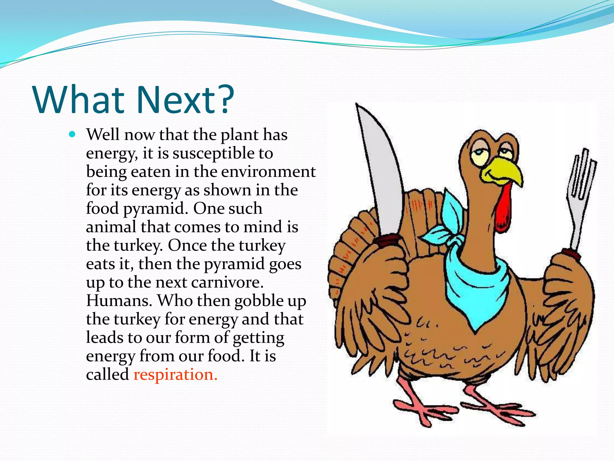Photosynthesis to Respiration | PPTX