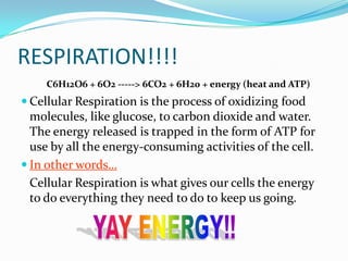 Photosynthesis to Respiration | PPTX