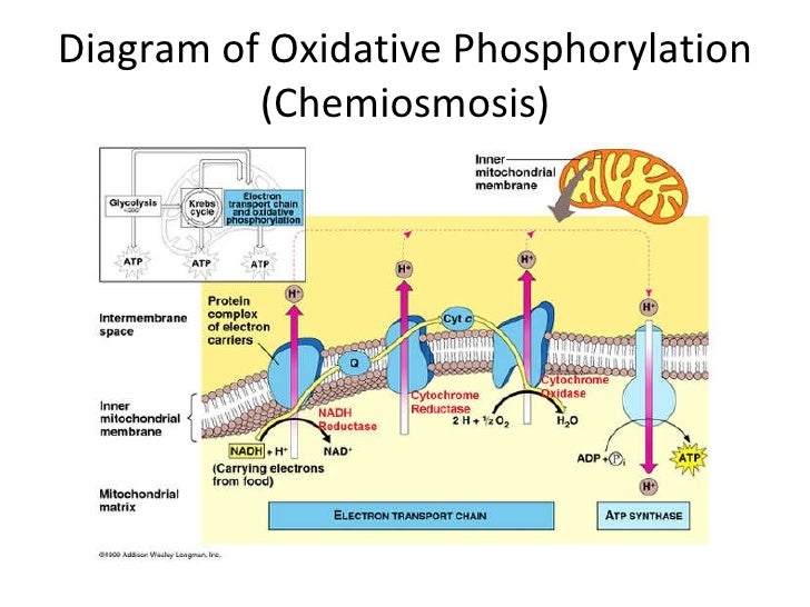 Cell Respiration