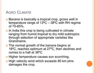 Plant tissue culture techniques of Banana | PPTX