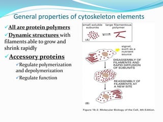 cytosceleton | PDF