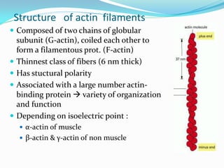 Actin Filament Structure