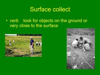 Digging Up the Past VOCABULARY | PPT