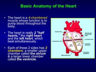 Essentials Of Ecg | PPT