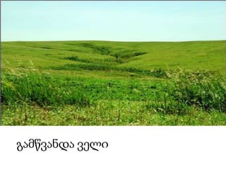 C:\Fakepath\Gazafxuli | PPTX