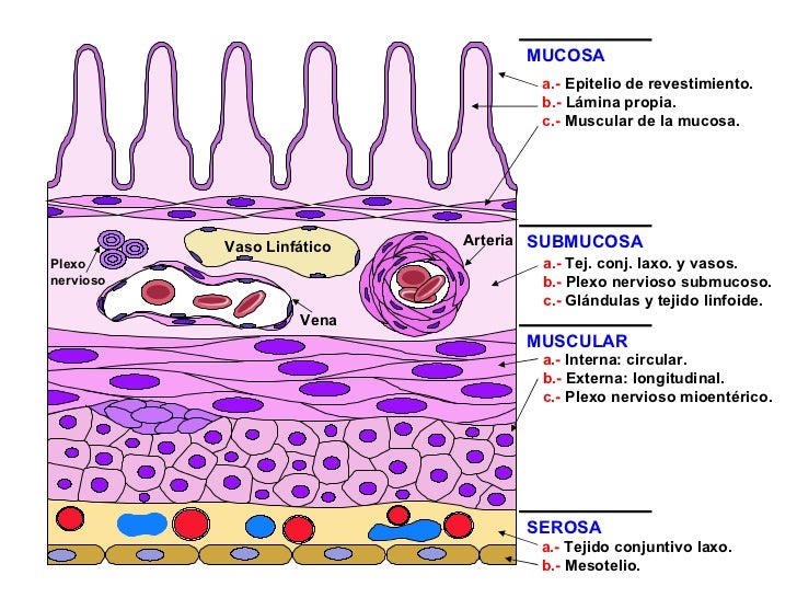 Histologia de la cavidad bucal