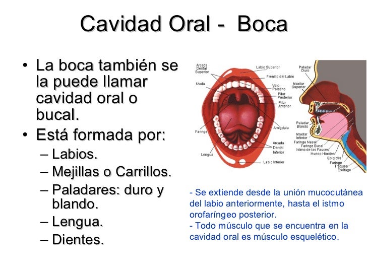Histologia de la cavidad bucal