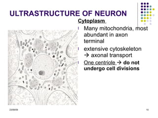 histologic structure of nervous system | PPT