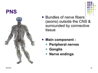 histologic structure of nervous system | PPT