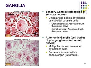 histologic structure of nervous system | PPT