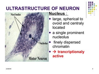 histologic structure of nervous system | PPT