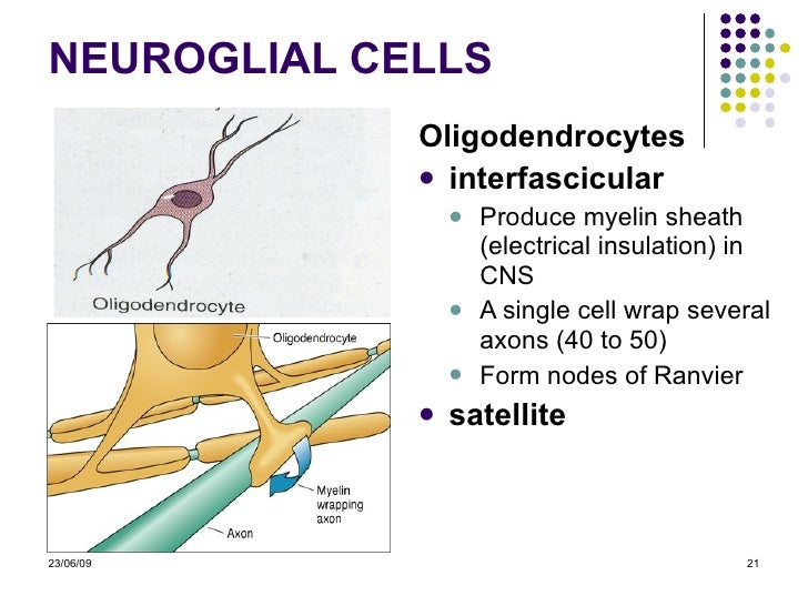 histologic structure of nervous system