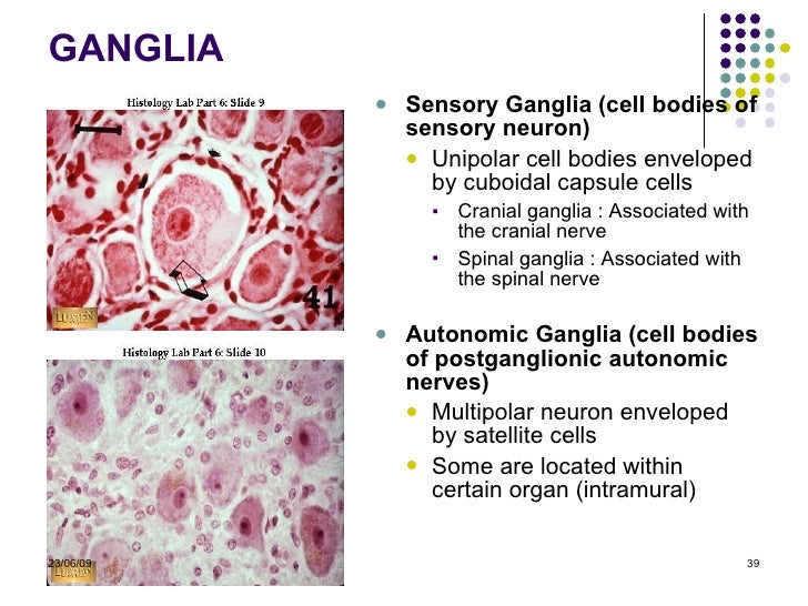 histologic structure of nervous system