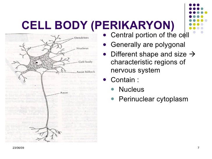 histologic structure of nervous system