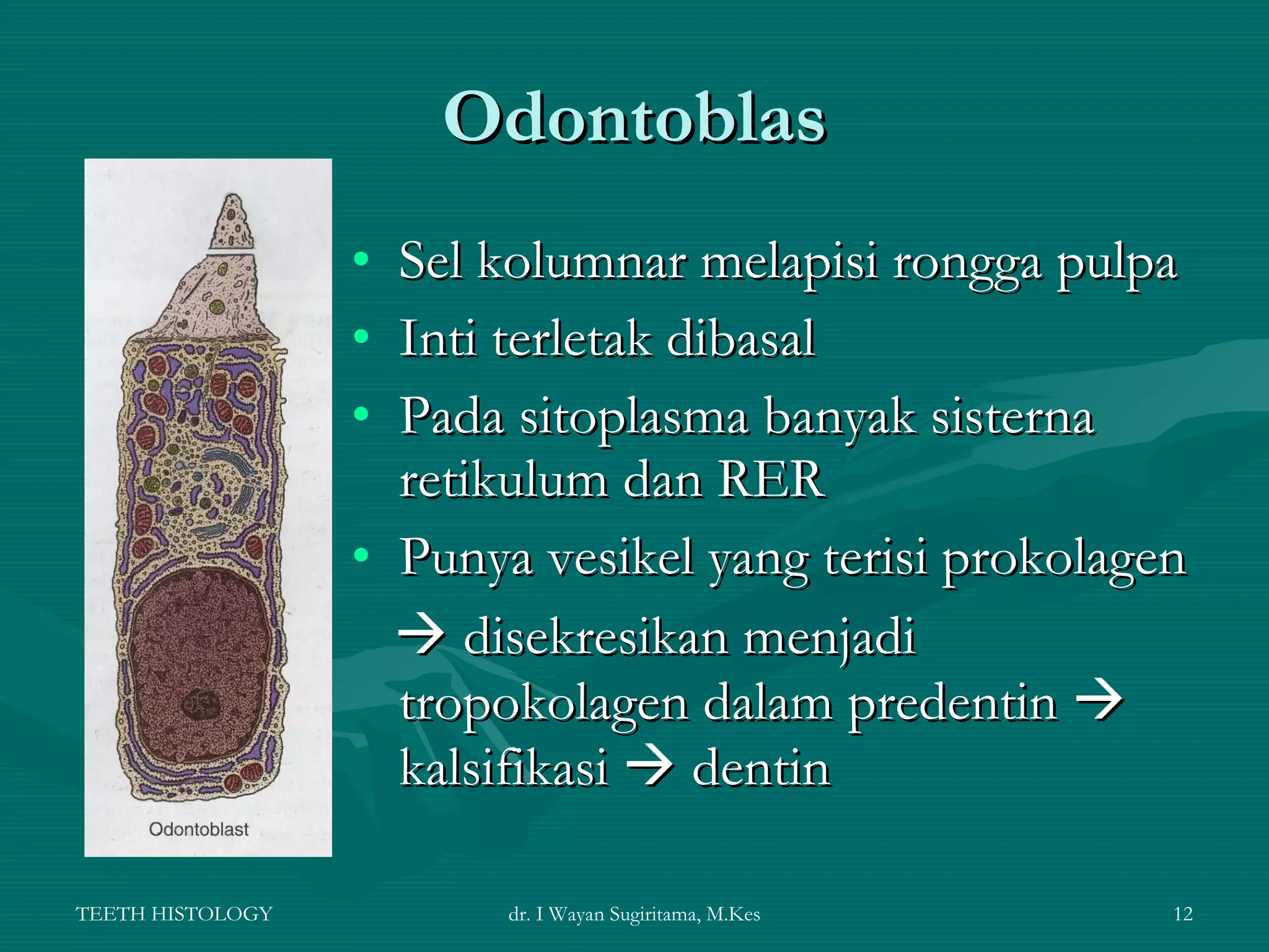 struktur histologis gigi | PPT