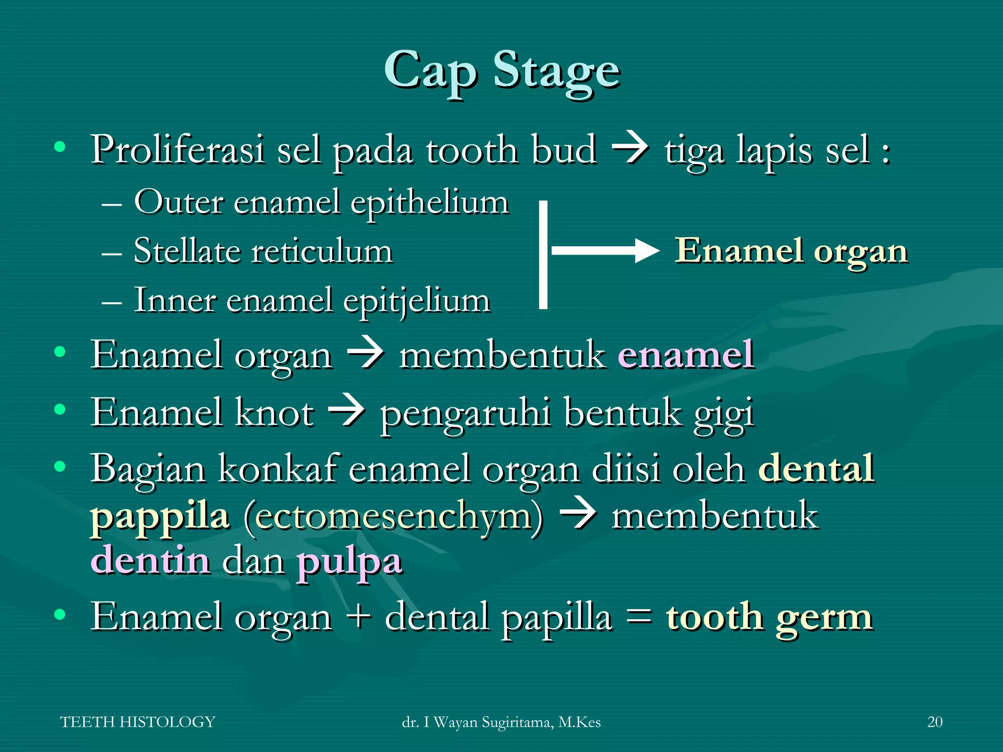 struktur histologis gigi | PPT