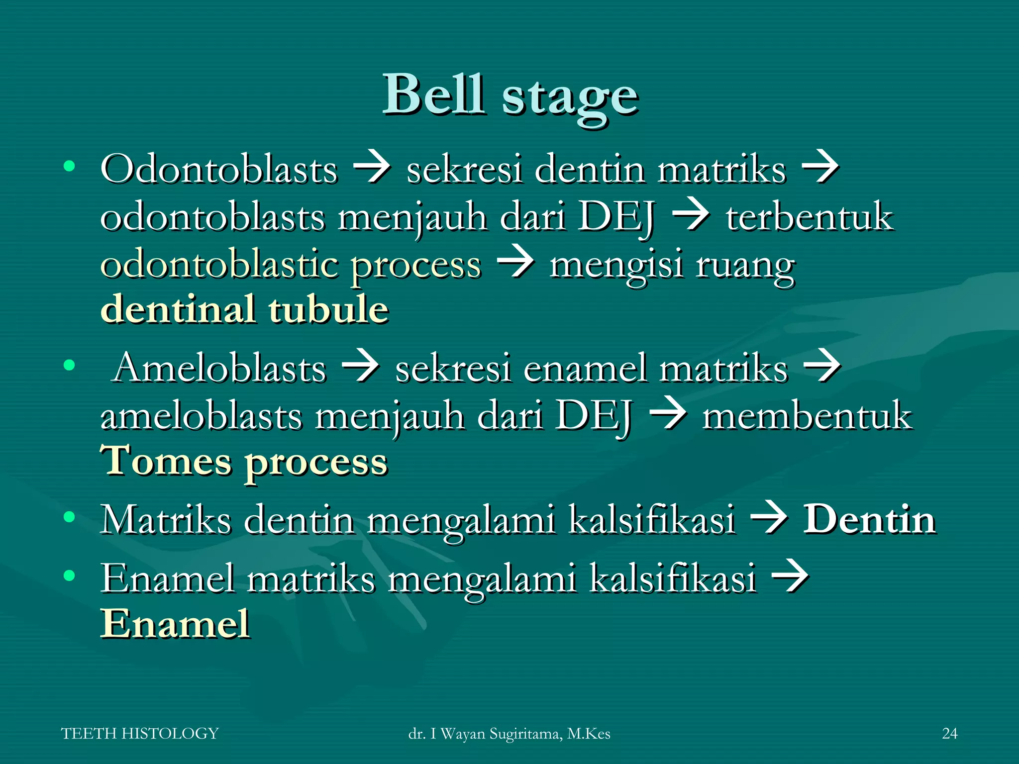 struktur histologis gigi | PPT