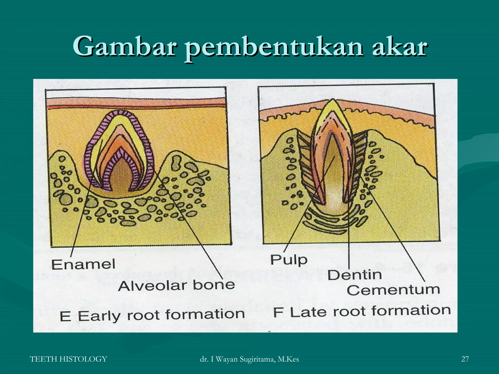 struktur histologis gigi | PPT