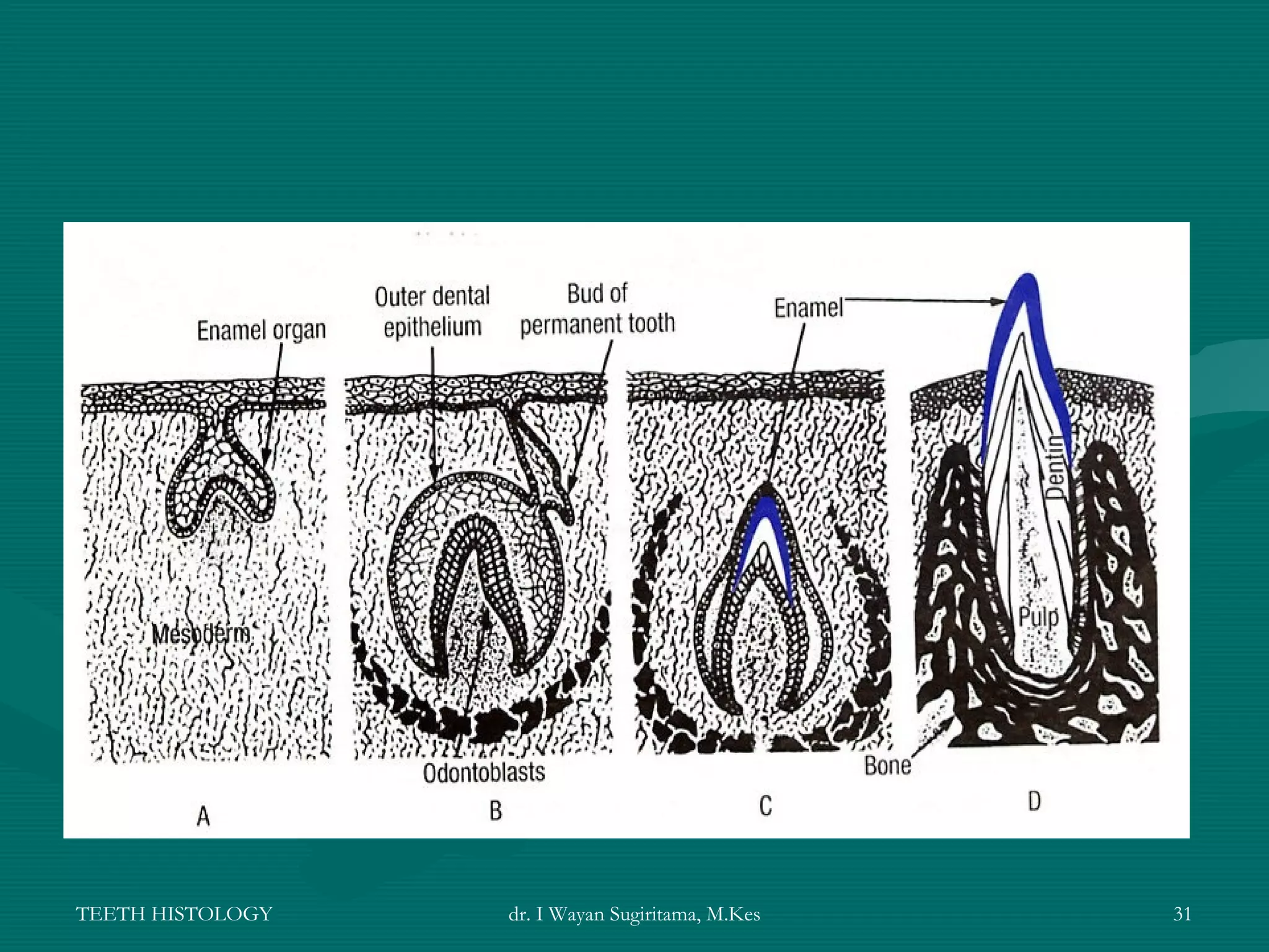 struktur histologis gigi | PPT
