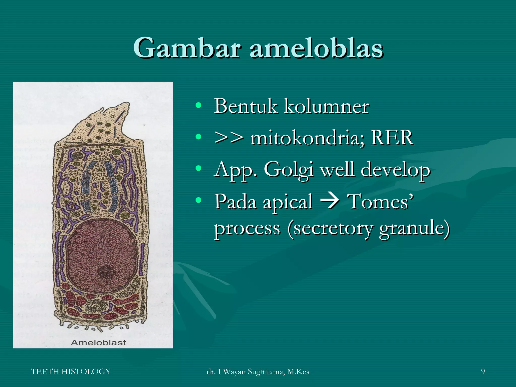 struktur histologis gigi | PPT