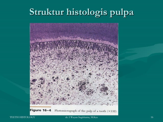 struktur histologis gigi | PPT