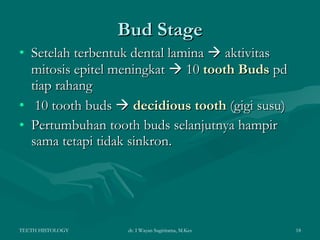 struktur histologis gigi | PPT