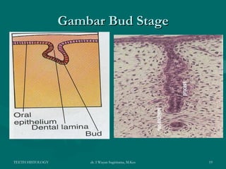 struktur histologis gigi | PPT