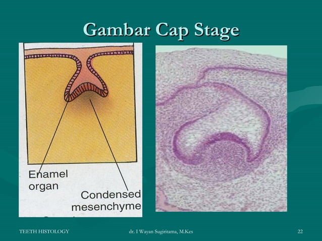 struktur histologis gigi | PPT